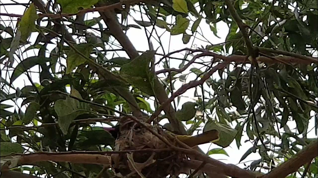 Surprise ...suprise - there is a Black hooded #Oriole ( Haldi Basanta ...