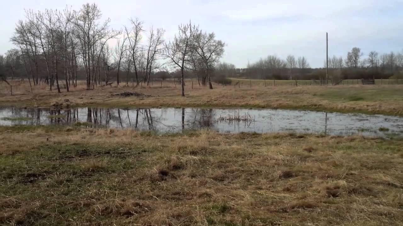 Wilson's Snipe "winnowing" & frogs singing - YouTube