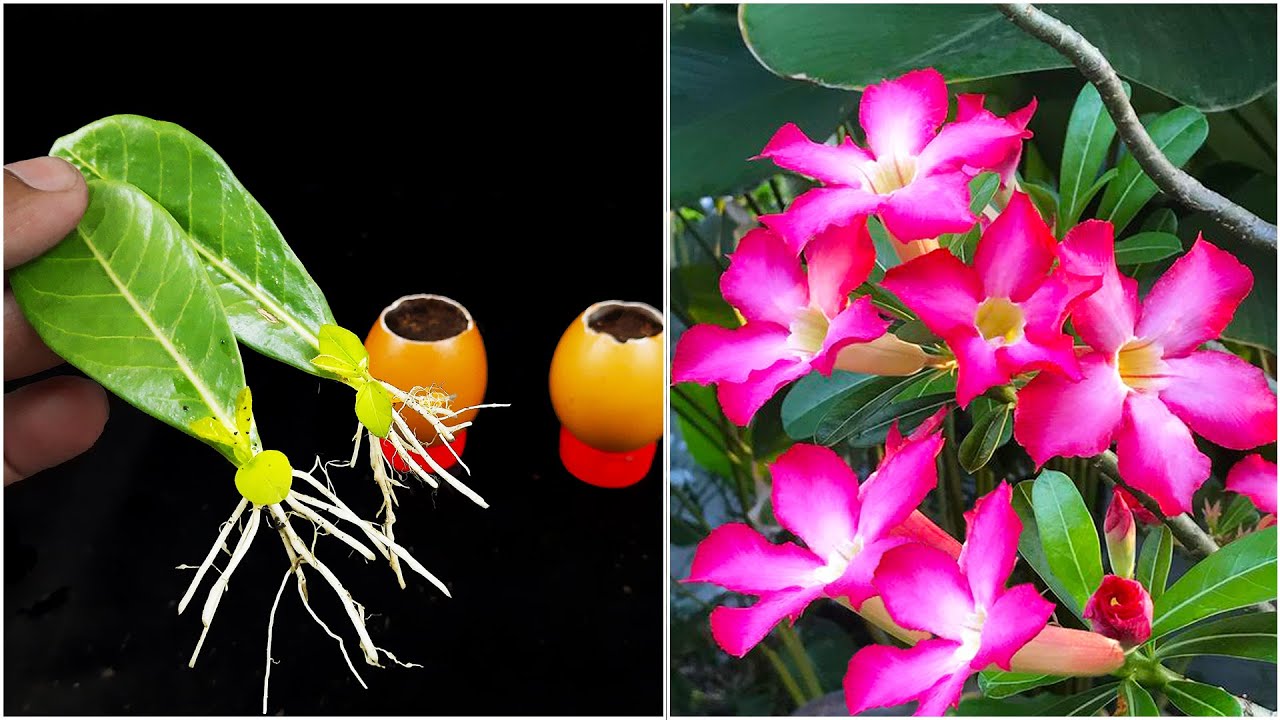 How to grow adenium obesum plant from adenium obesum leaves with in egg ...