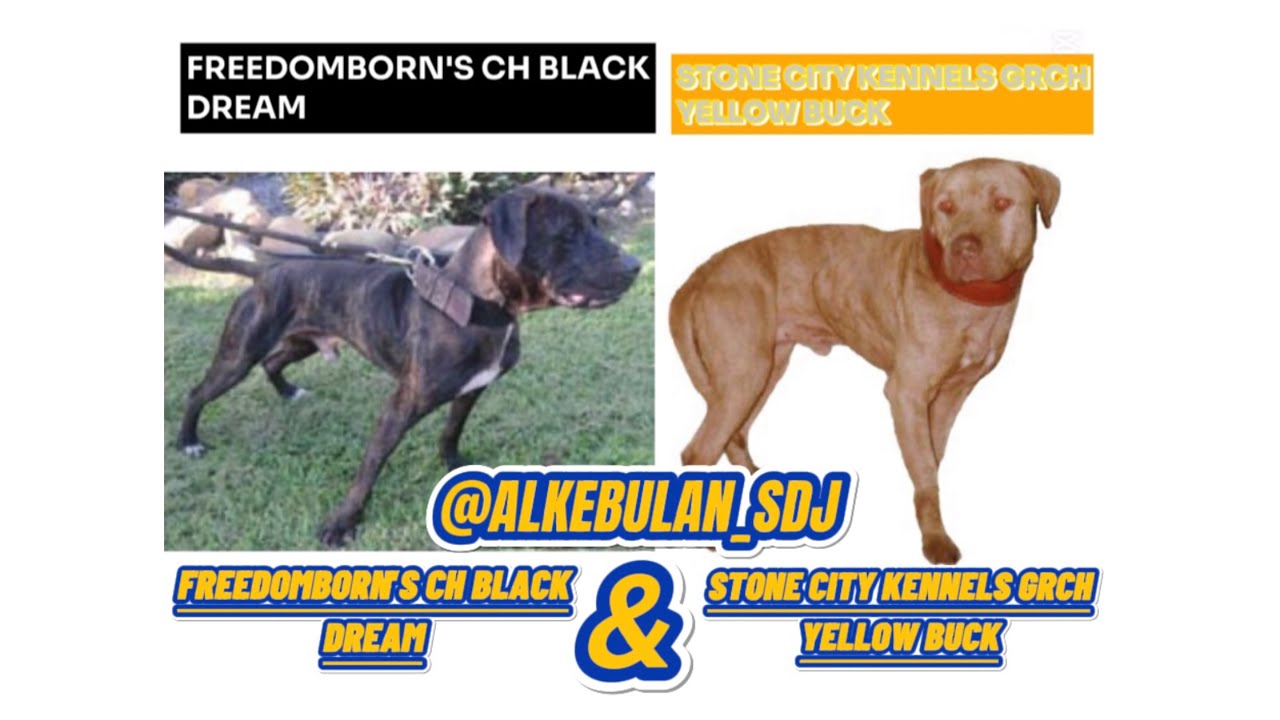 FREEDOMBORN'S CH BLACKDREAM & STONE CITY KENNEL GR CH YELLOW BUCK 6xW ...