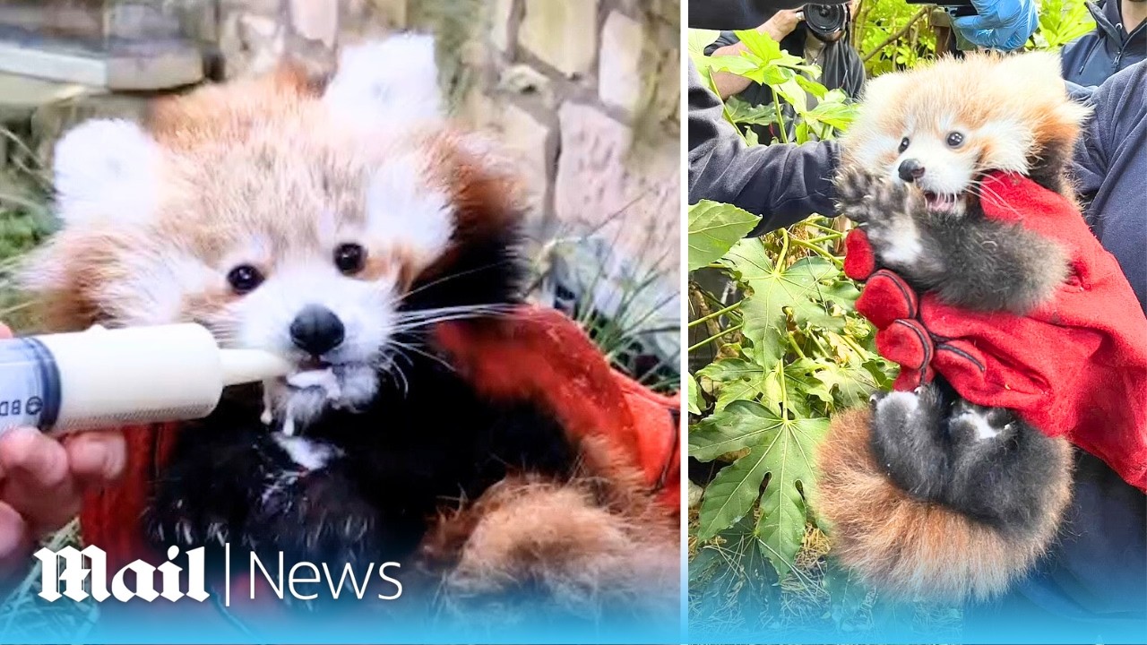 Heartbreak as baby red panda 'Roxie' dies of 'firework fright' at ...