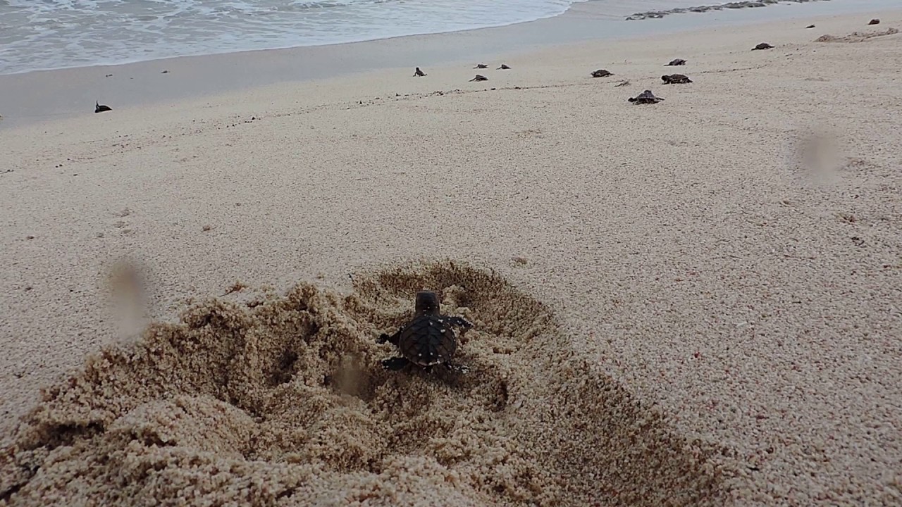 Naissance de bébés Tortues Plage des Salines Guadeloupe : Mardi 1er ...