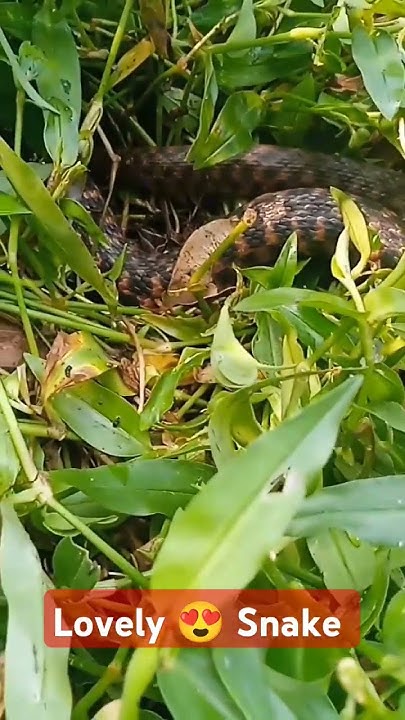 Anaconda Snake Chasing Boy video 🐍 #Shorts#python - YouTube