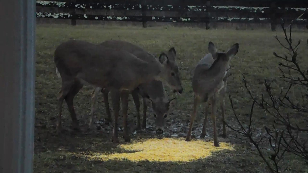 Feeding deer cracked corn - YouTube