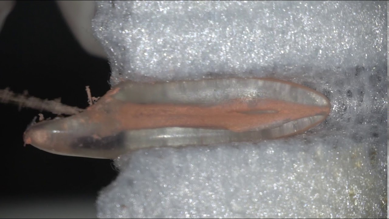 Hyflex remover Thermafil - YouTube