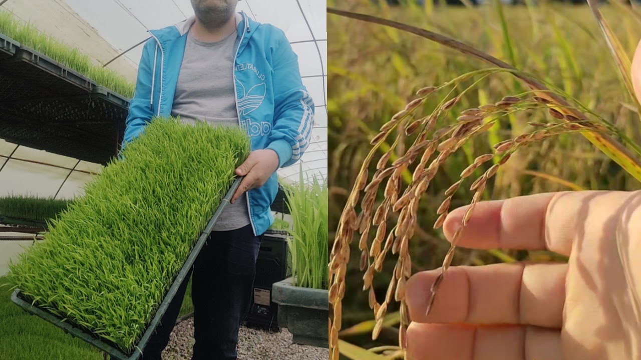 Rice Farming From Seed To Harvest / Rice growing stages in Iran / کاشت ...