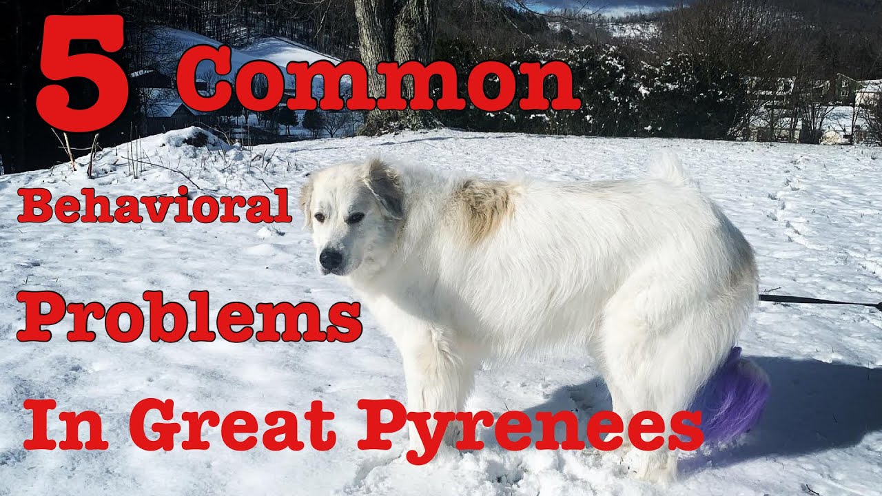 5 common behavioral problems In Great Pyrenees - YouTube