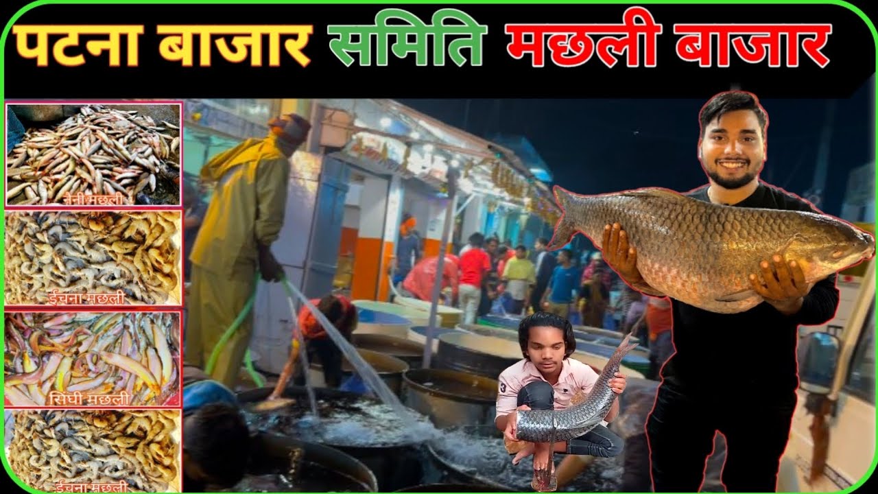 PATNA और BIHAR का सबसे बड़ा मछली बाजार। Biggest Wholesale Fish Market ...