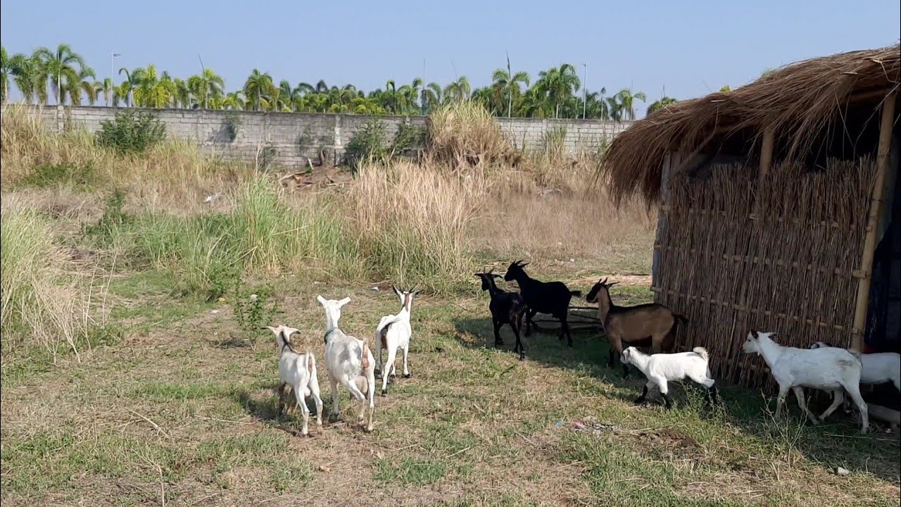 #GOAT -A TRIBE/A TRIP. FEMALE GOAT IS CALLED A DOE OR A NANNY. MALE ...