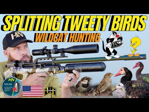 SPLITTING TWEETY BIRDS WITH AIR GUN HUNTING I FX WILDCAT MK3 AIR GUN HUNTING I AIR GUN PEST CONTROL