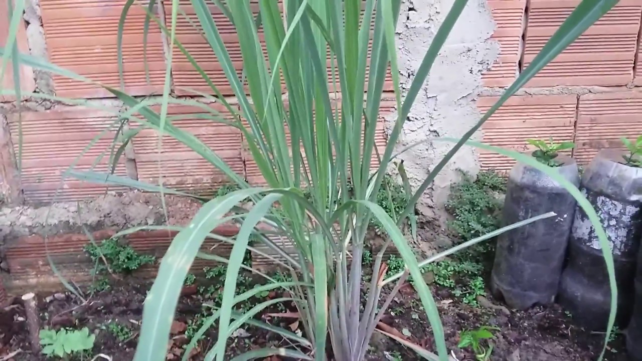 COMO PLANTA CAPIM SANTO EVA CIDREIRA! - YouTube