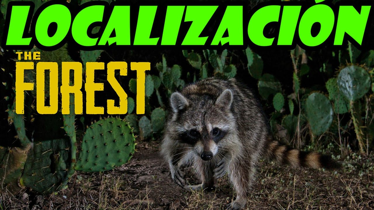 Donde encontrar mapaches en The Forest ️ - YouTube