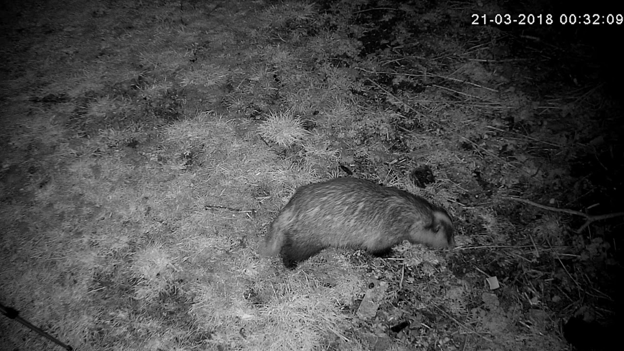 Badger grunty growly grumble sounds - YouTube