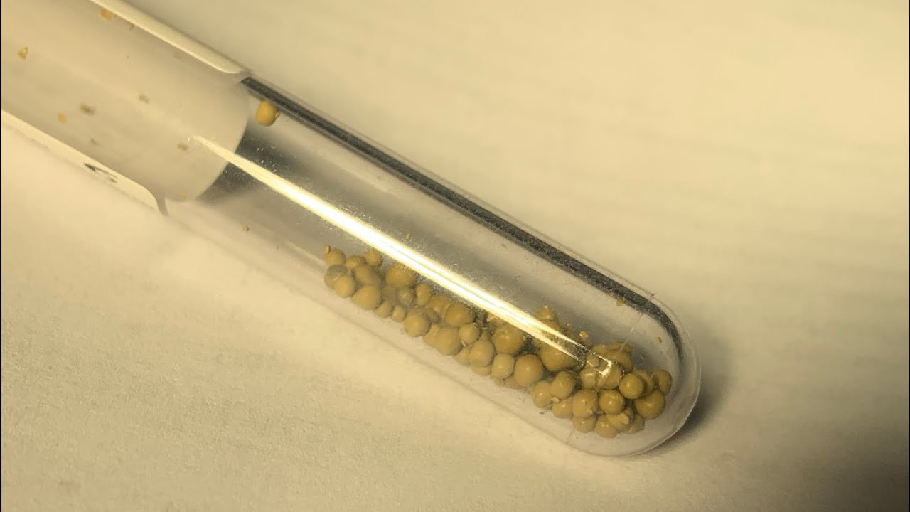 Bladder stones removed from dog WITHOUT surgery! Voiding ...