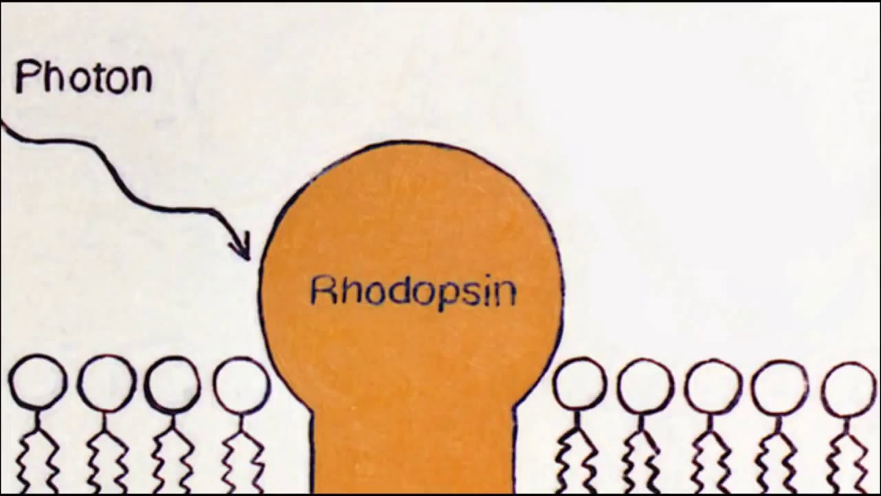 Photoreceptors; (Rod) Function and Structure; (Cone) Function and ...