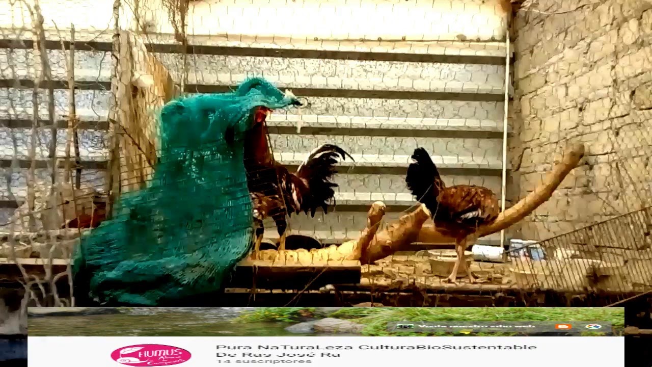 Vida de Gallinas descansando, 001. Las chiquitas - YouTube