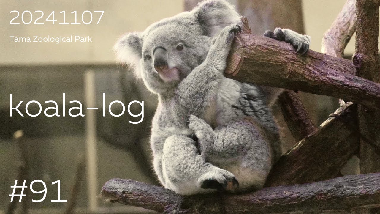 [koala-log] コアラログ #91 多摩動物公園 241107 🐨 - YouTube