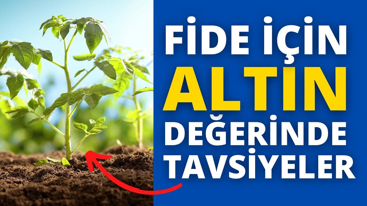 FİDE üretenler MUTLAKA bunlara dikkat edin II evde fide yetiştiriciliği ...