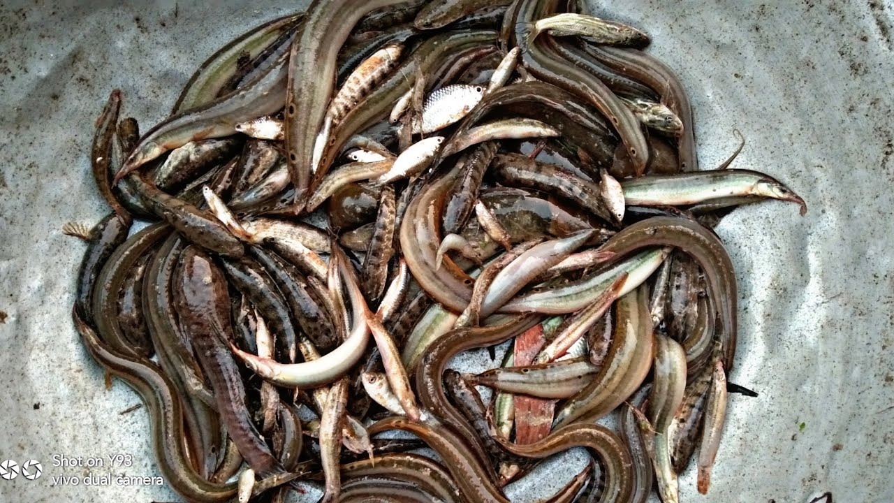 Fishing Unique Method of Small Eel & Vaam Fishing catch net - YouTube