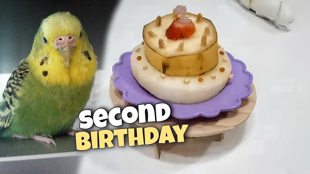 Budgie Jenny got a Cake for her Second Birthday - YouTube