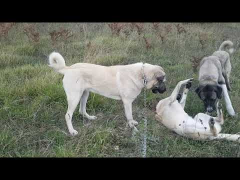 Kangal egitimi.kangal göğüs vurma antrenmanı.!