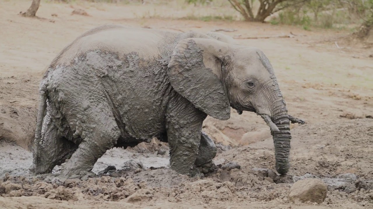Mudslinging elephant - YouTube