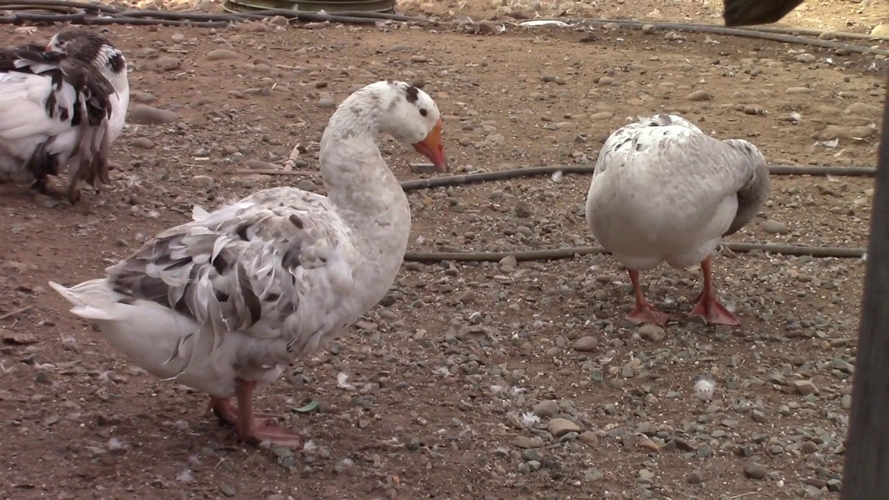 Multi Colored Sebastopol Geese - YouTube