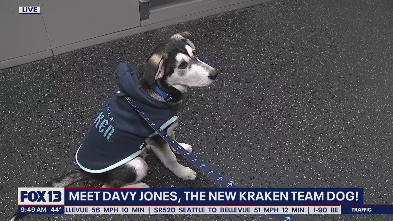 Meet Davy Jones: Seattle Kraken introduce team dog | FOX 13 Seattle ...