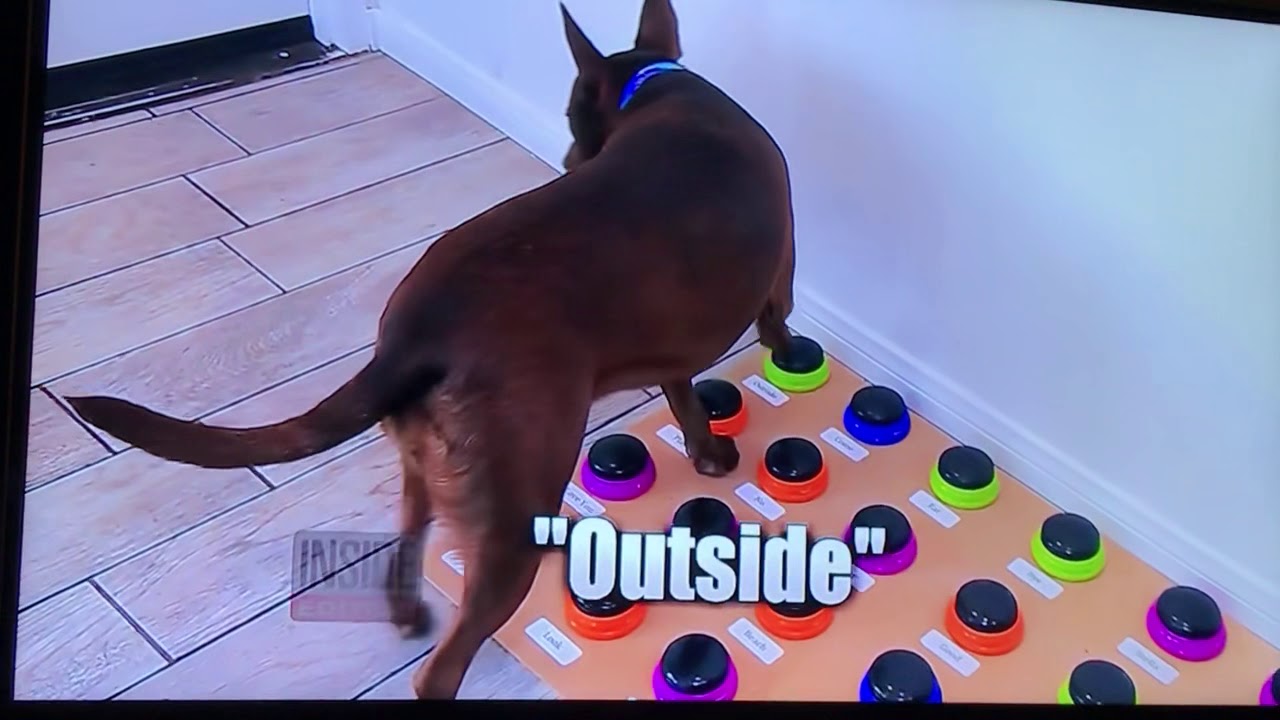Stella-The Talking Dog - YouTube