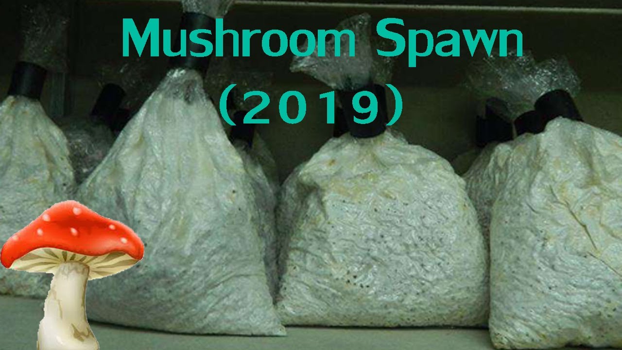 Identify Mushroom Spawn Quality And Mushroom Cultivation Process YouTube Identify Mushroom Spawn Quality And Mushroom Cultivation Process YouTube