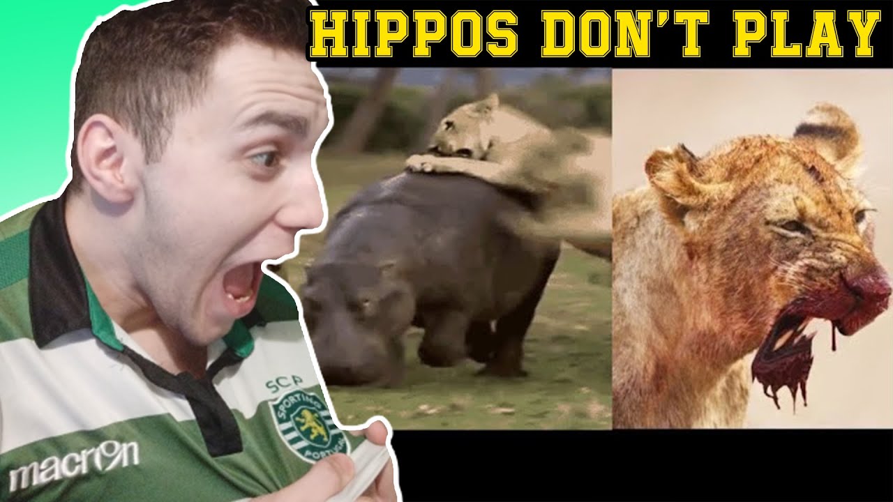 Casual Geographic- "The Biggest Mistake a Lion Can Make|" | **REACTION ...