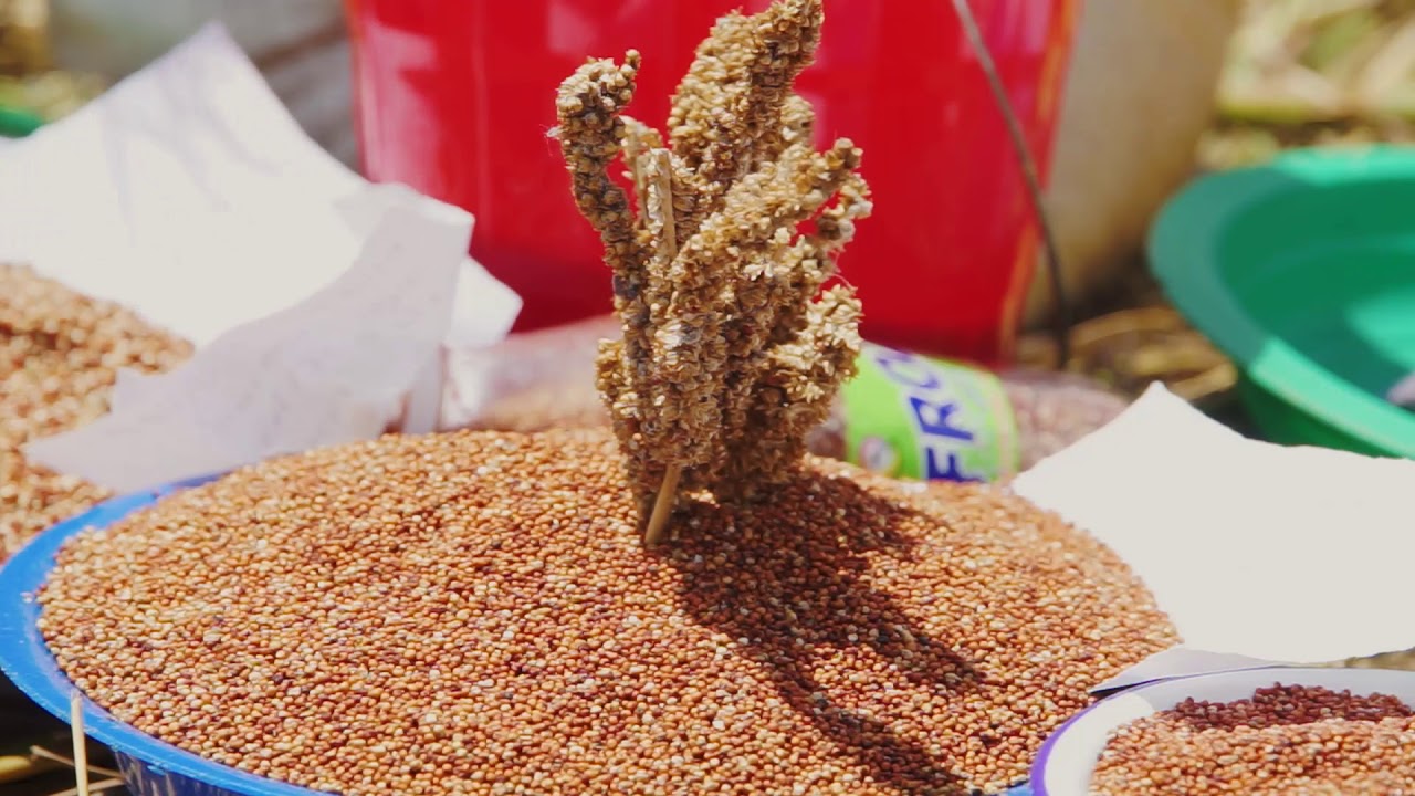 Farmers Diversify Food Production in Malawi with New Crops - YouTube