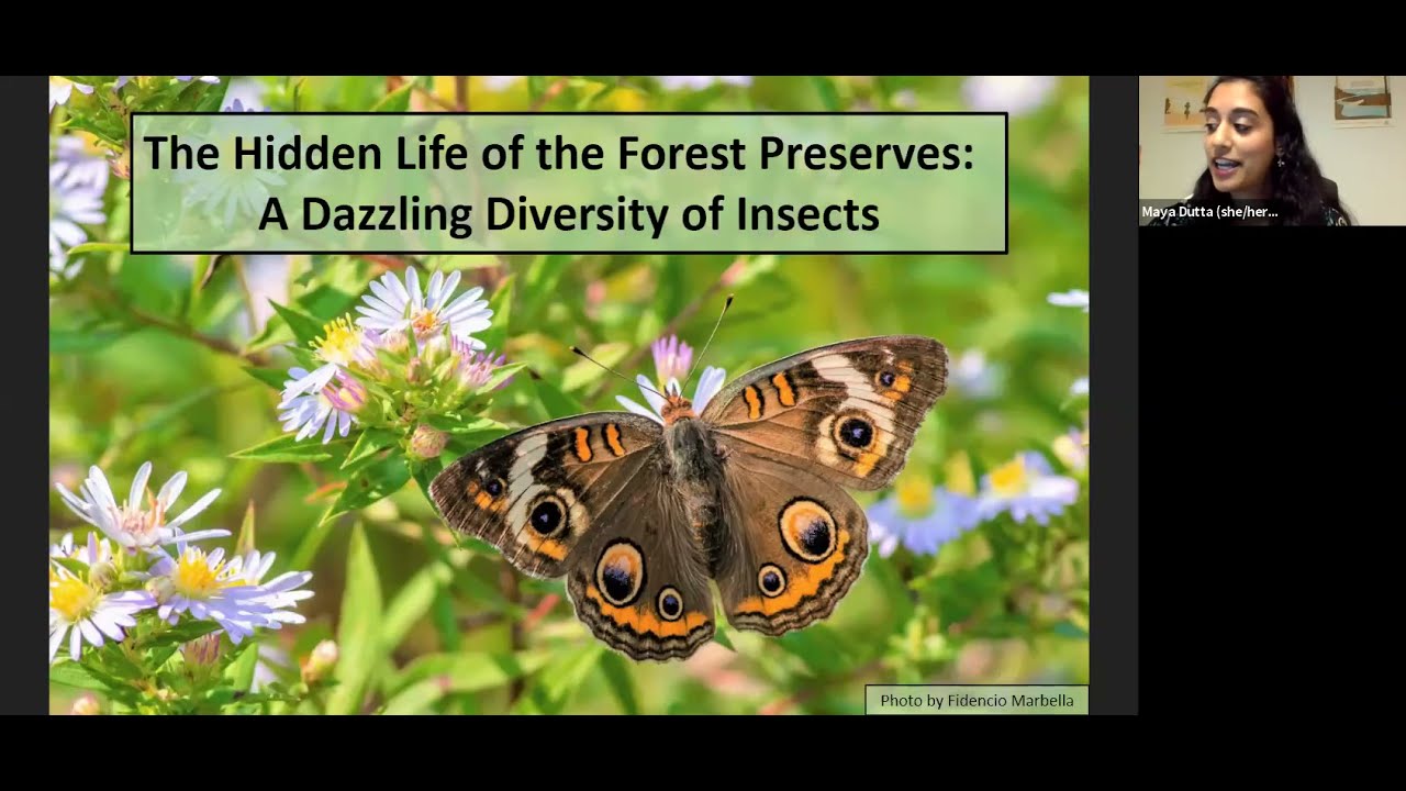 The Hidden Life of the Forest Preserves: A Dazzling Diversity of ...