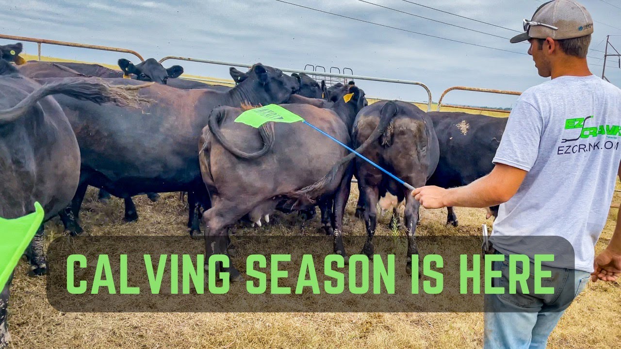 Hauling the COWS Home - YouTube