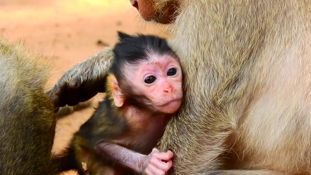 Oooh! Cute Baby Monkey Just Born Three Days! So Adorable Baby Monkey ...