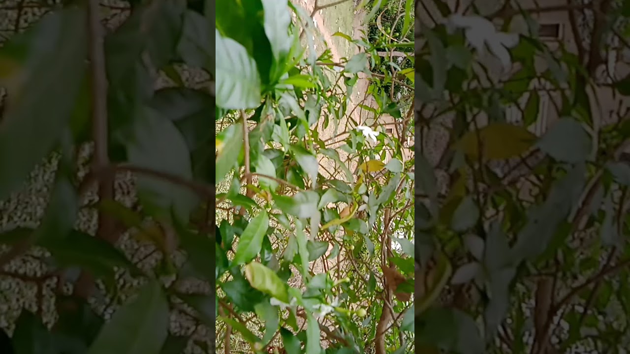 flowers mogara&&&&tree - YouTube