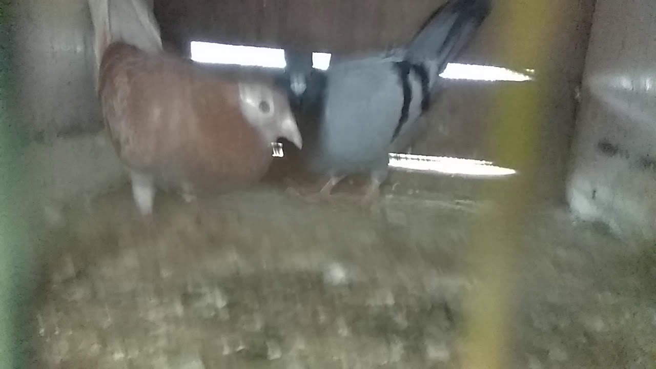 High flying pigeon Parava pravu Aaa (R.H) 37 - YouTube