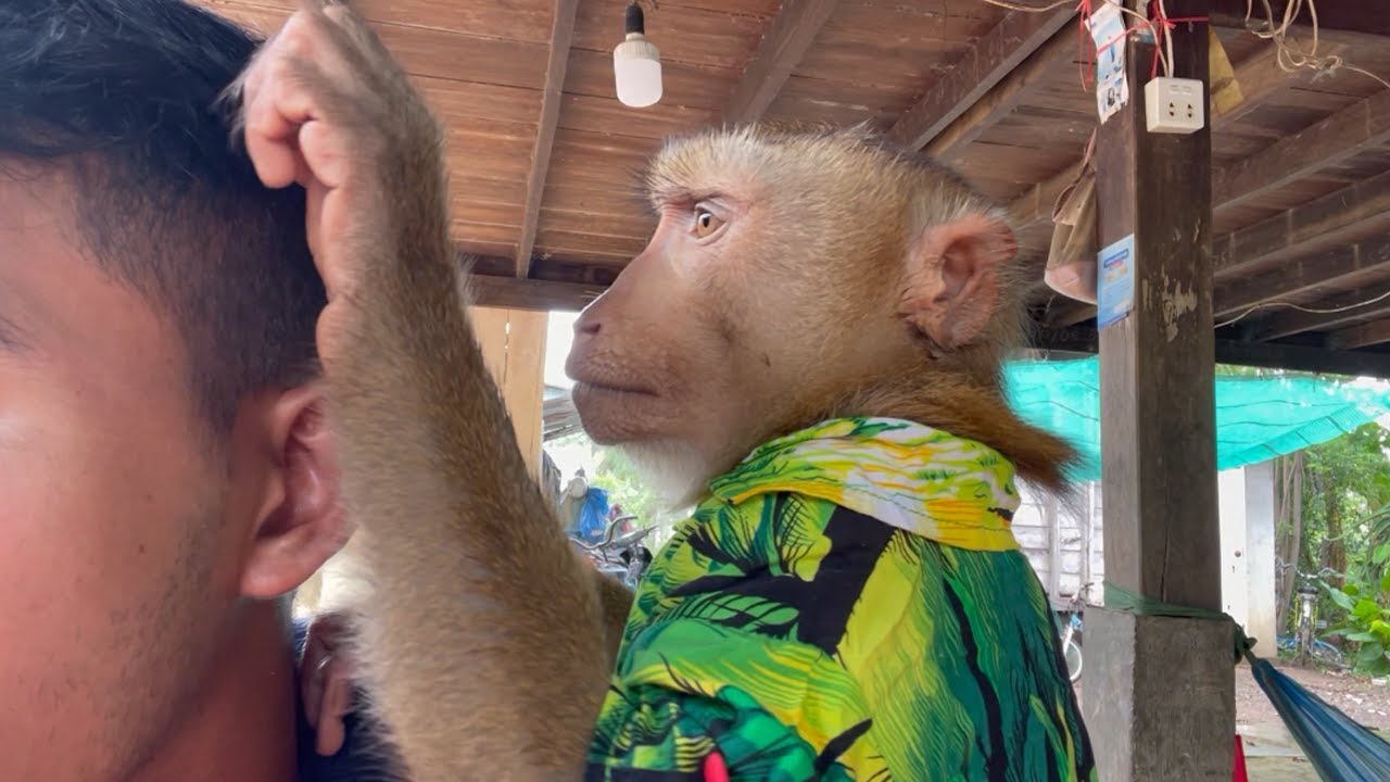 ASMR Monkey Grooming (compilation) Oddly satisfying relaxing meditation ...