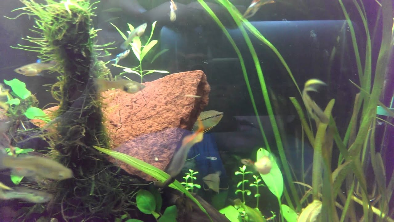 Fancy Guppies and Endlers - YouTube
