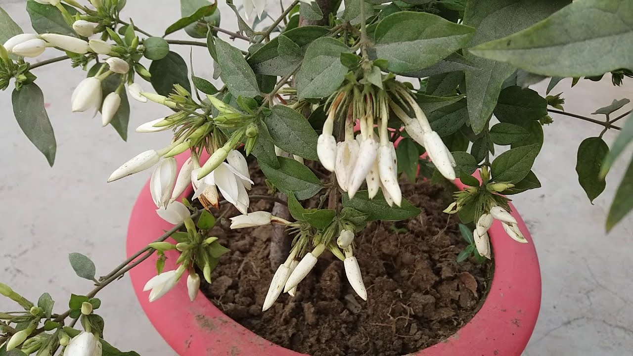 VERY BEAUTIFUL FLOWER PLANT KUNDA - YouTube