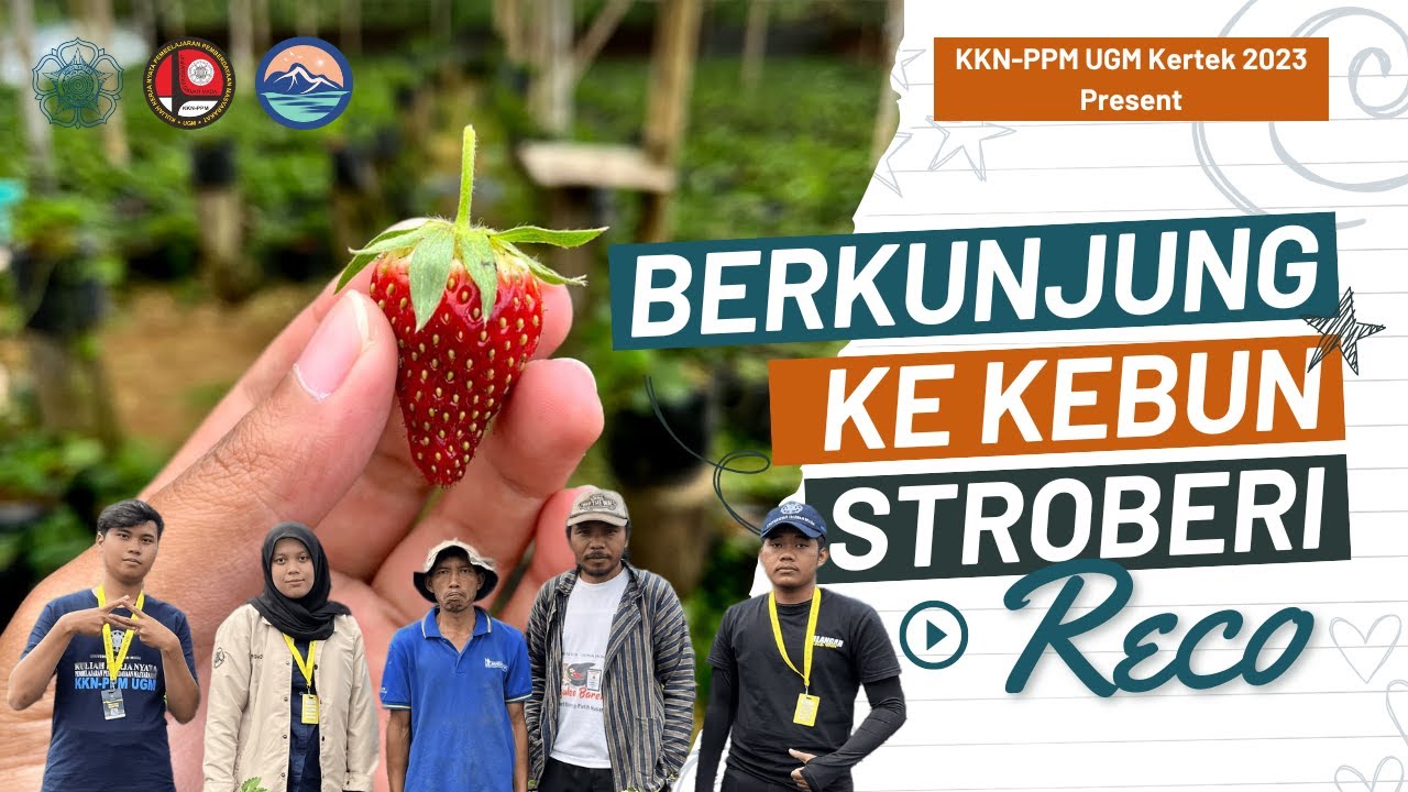 JELAJAH AGROWISATA KEBUN STROBERI, RECO, KERTEK, WONOSOBO, JAWA TENGAH ...