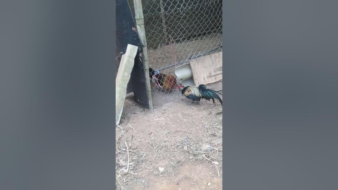 qaib qus thiab f1dub seb sib ncaws - YouTube