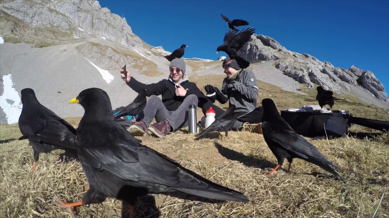 Bird Invasion; Pilatus Kulm Switzerland - YouTube