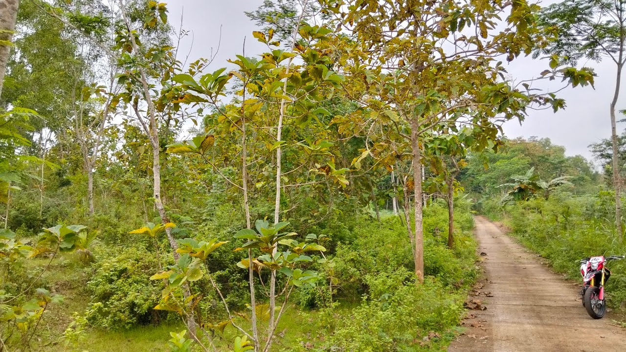 Di jual sebidang tanah kebun jati cocok untuk investasi dll Monggo ...