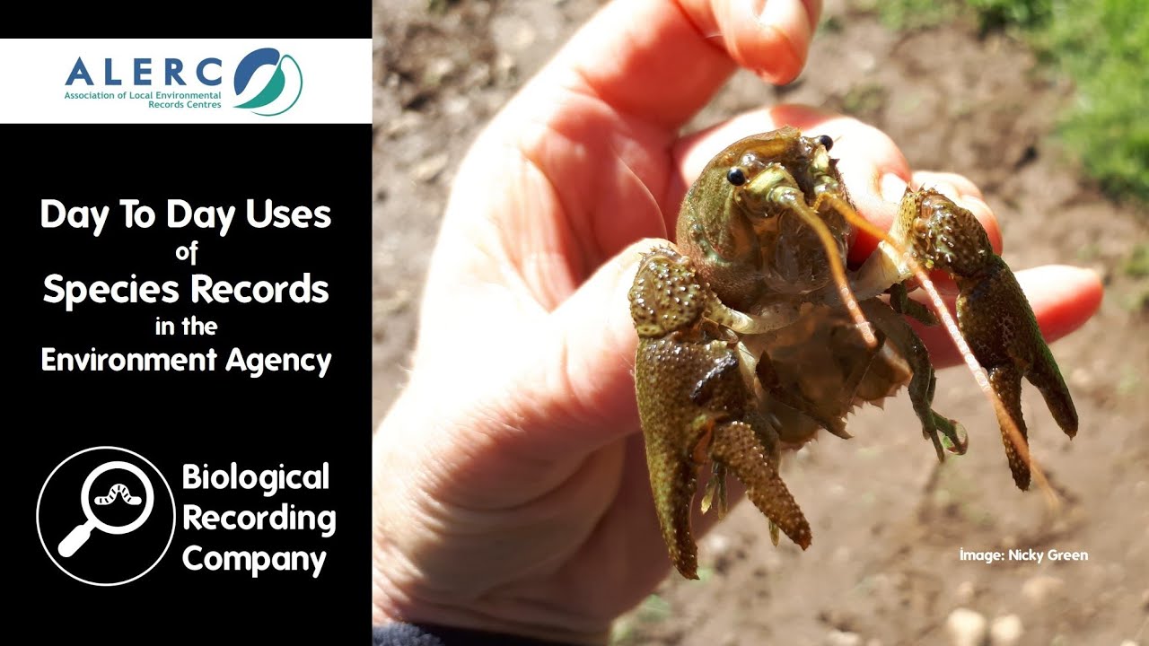 Day To Day Uses of Species Records in the Environment Agency - YouTube