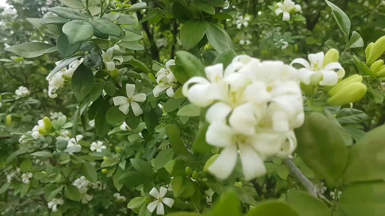 Mogara Flower # Nature video - YouTube