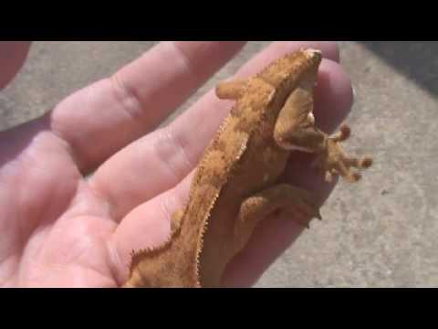 Crested Gecko Tail Loss - YouTube