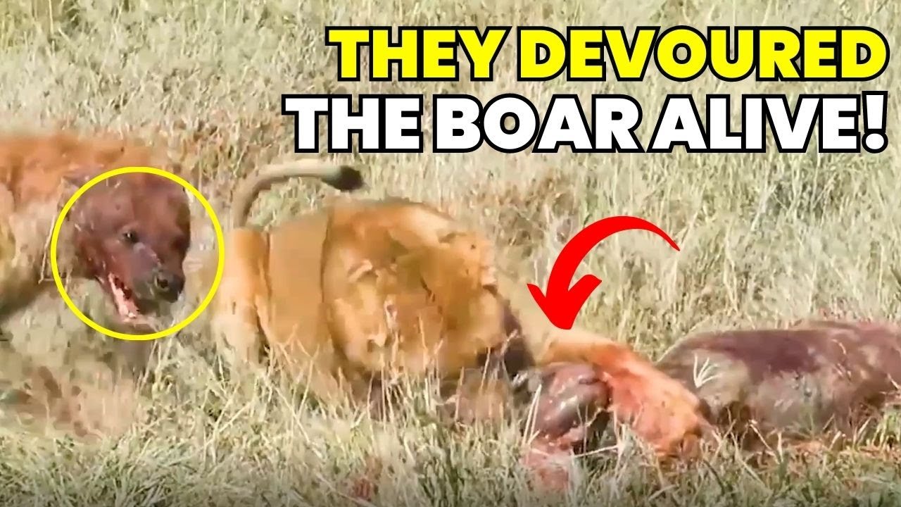 WILD ANIMALS - INCREDIBLE! LIONESS AND HYENA SHARE HUNTING AND DEVOUR ...