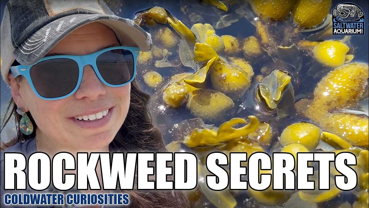 Exploring Pacific Rockweed Algae in the Pacific Ocean | Coldwater ...