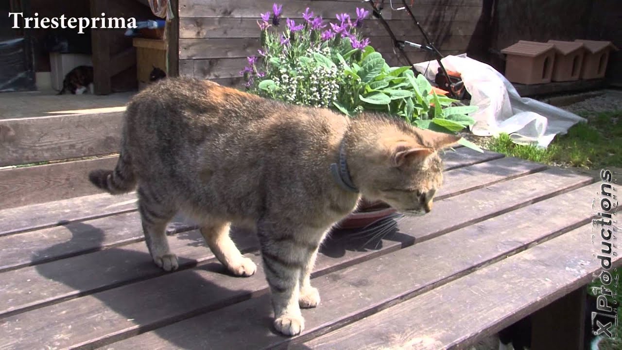 Speciale OASI FELINA TRIESTE - YouTube